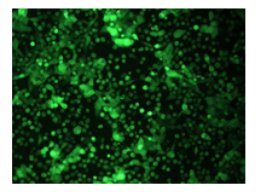 microscope-definition-function-structure-classification-and-different-observation-methods