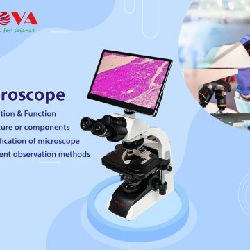 microscope-definition-function-structure-classification-and-different-observation-methods