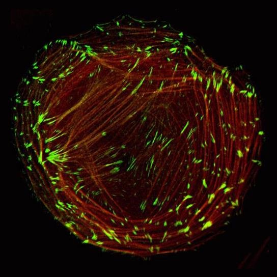 confocal-microscope-simple-efficient-and-highly-integrated