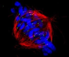 confocal-microscope-simple-efficient-and-highly-integrated