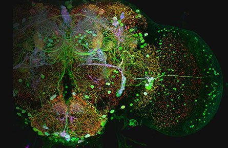 confocal-microscope-simple-efficient-and-highly-integrated