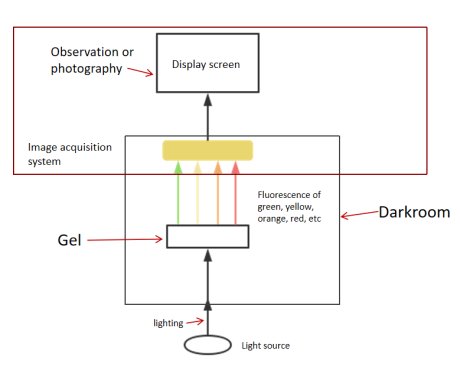 How to select gel imaging system？