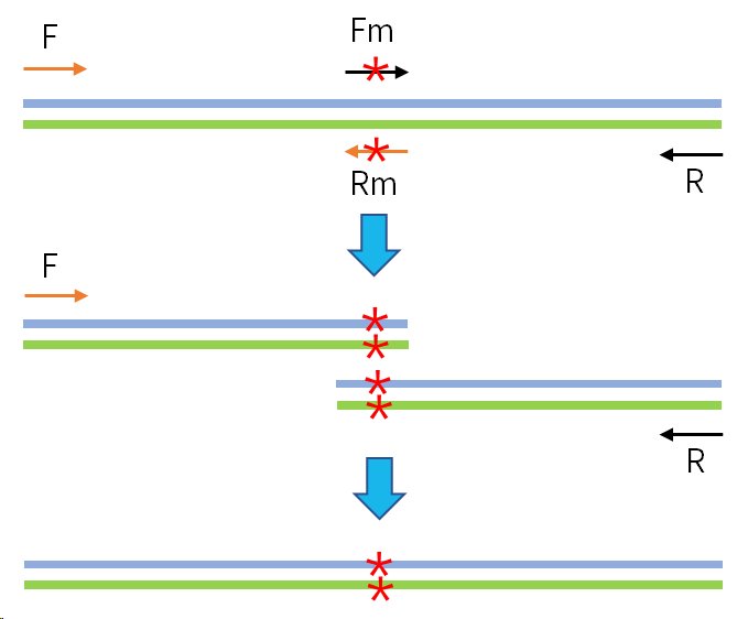 commonly-used-pcr-techniques-and-principles