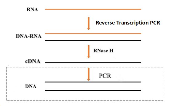 commonly-used-pcr-techniques-and-principles
