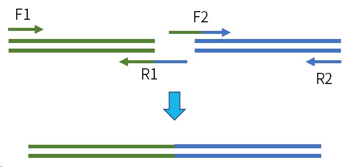 commonly-used-pcr-techniques-and-principles
