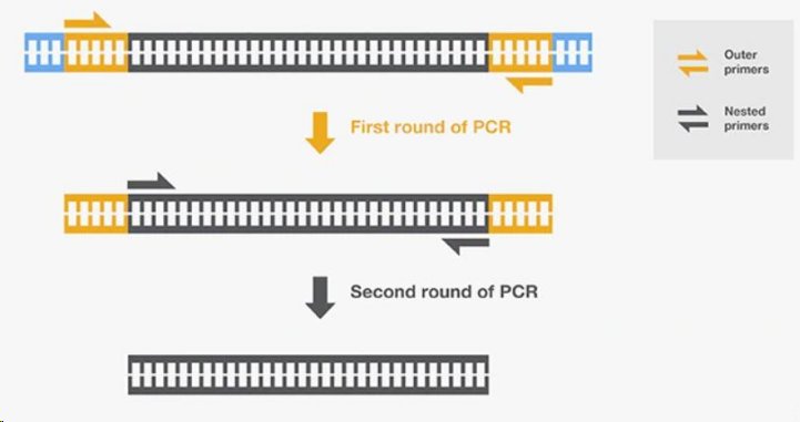 commonly-used-pcr-techniques-and-principles