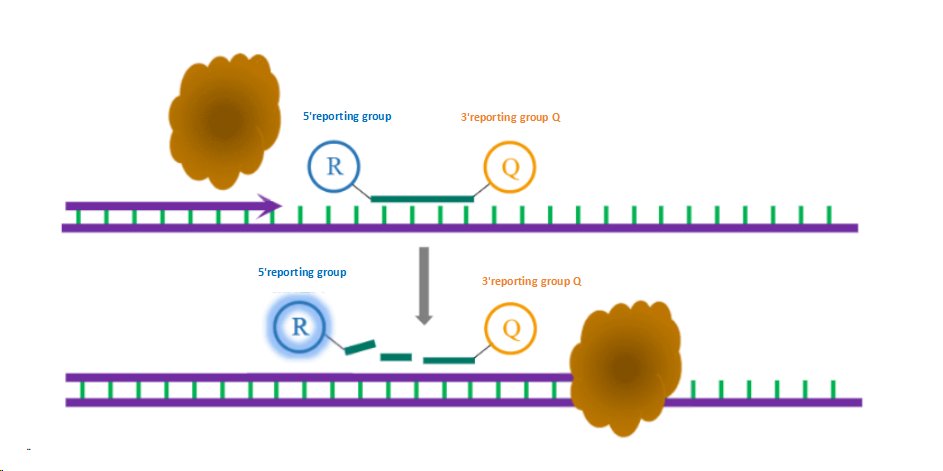 commonly-used-pcr-techniques-and-principles